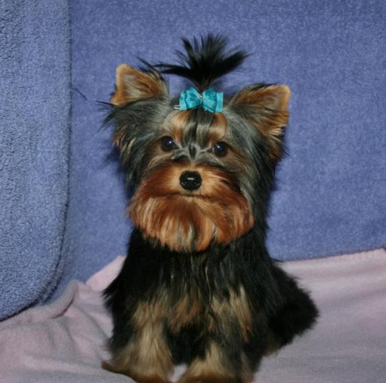 AKC Yorkshire Terriers (Dollface Yorkies) Champion Pedigree Breeder in ...